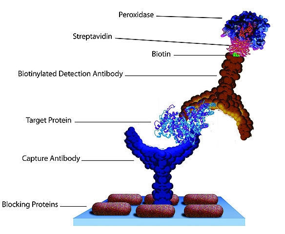 生物素N-羟基琥珀酰亚胺酯，(+)-Biotin N-hydroxysuccinimide ester [BNHS, NHS-生物素]；≥98 ...