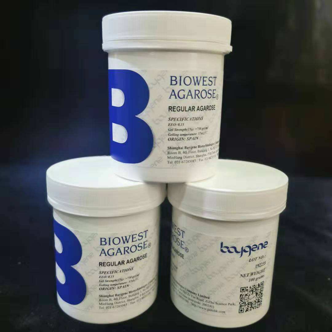 Spain Agarose BIOWEST Regular Agarose G 10 100 Gram Per Bottle spain-agarose-biowest-regular-agarose-g-10-100-gram-per-bottle
