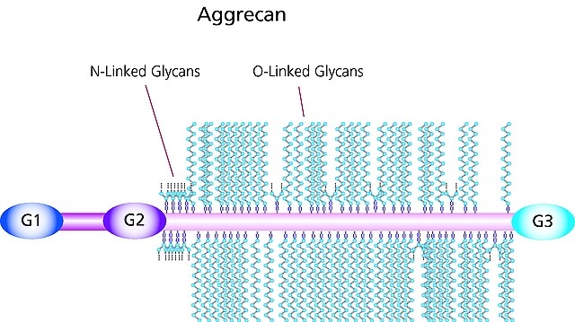 聚集蛋白聚糖来源于牛关节软骨，Aggrecan from bovine articular cartilage；lyophilized ...