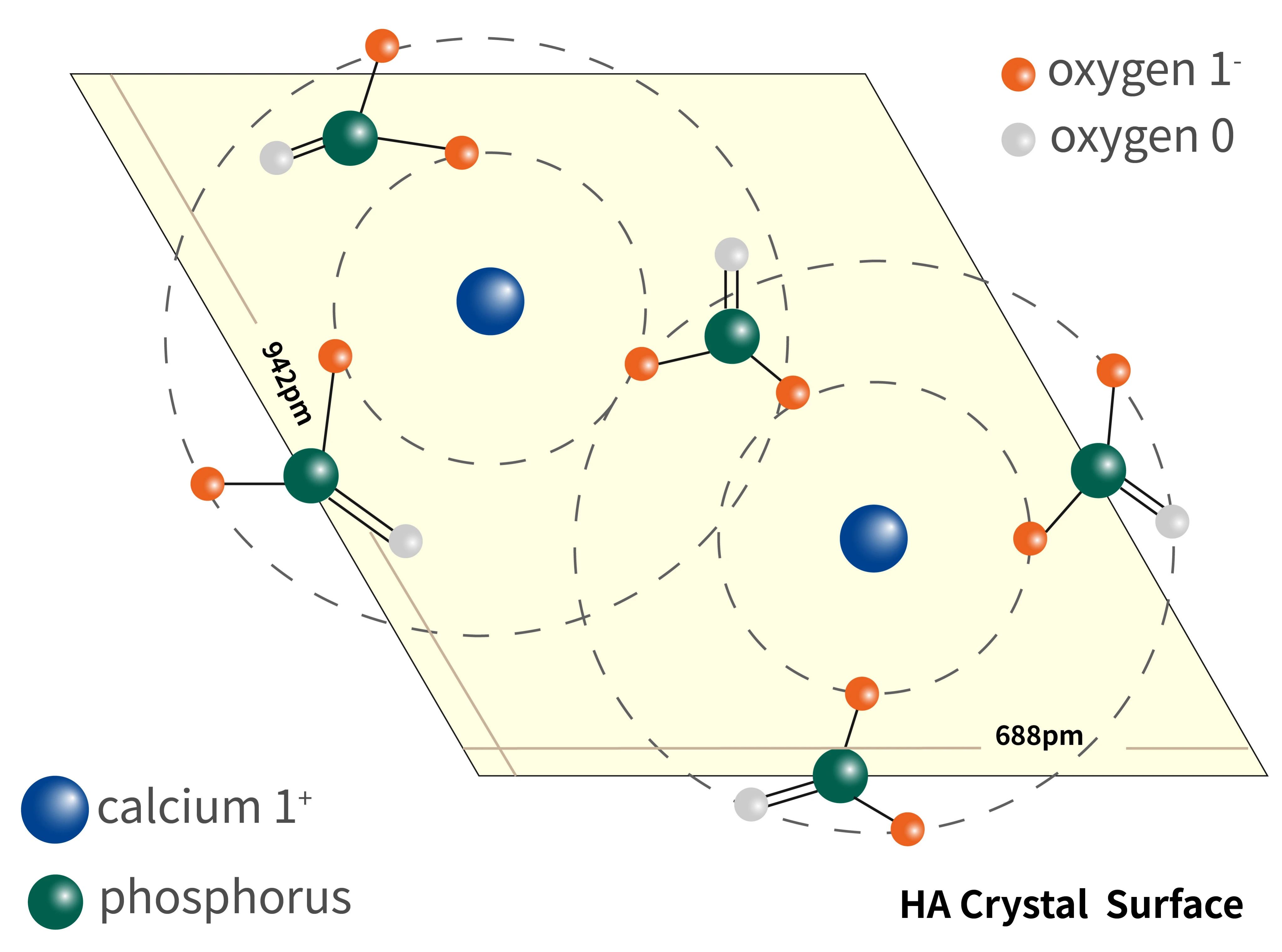 羟基磷灰石介质-复合模式刚性填料，Hydroxyapatite [CHT I, CHT II]